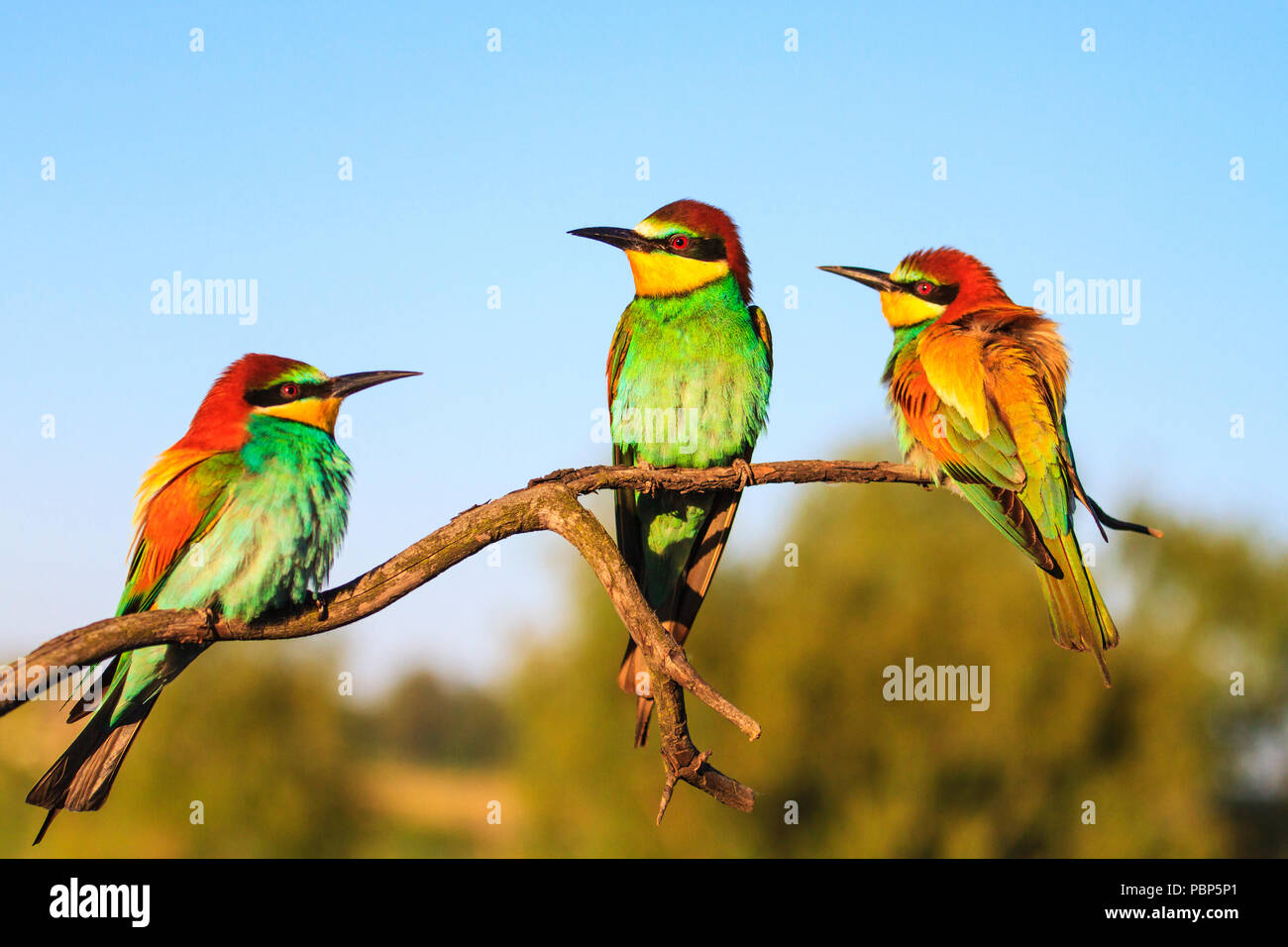 Exotische Vögel sitzen auf einem Ast Stockfotografie - Alamy