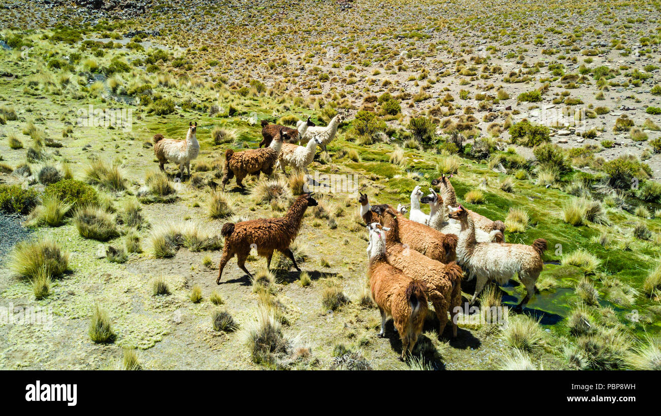 Uyuni tierwelt -Fotos und -Bildmaterial in hoher Auflösung – Alamy