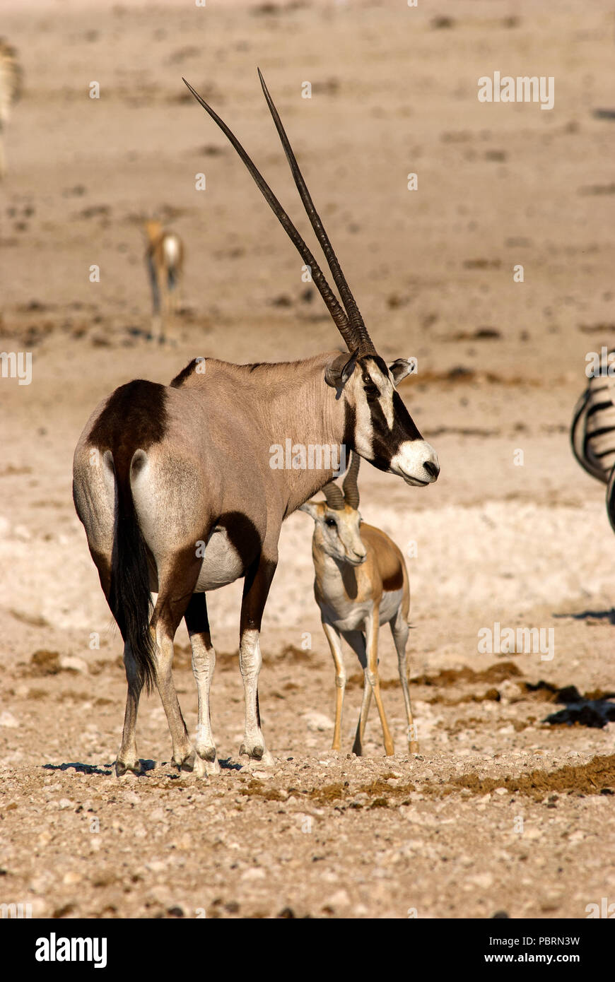 Oryx oder orix Nebrowni anthelope am Wasserloch, Etosha National Park ...