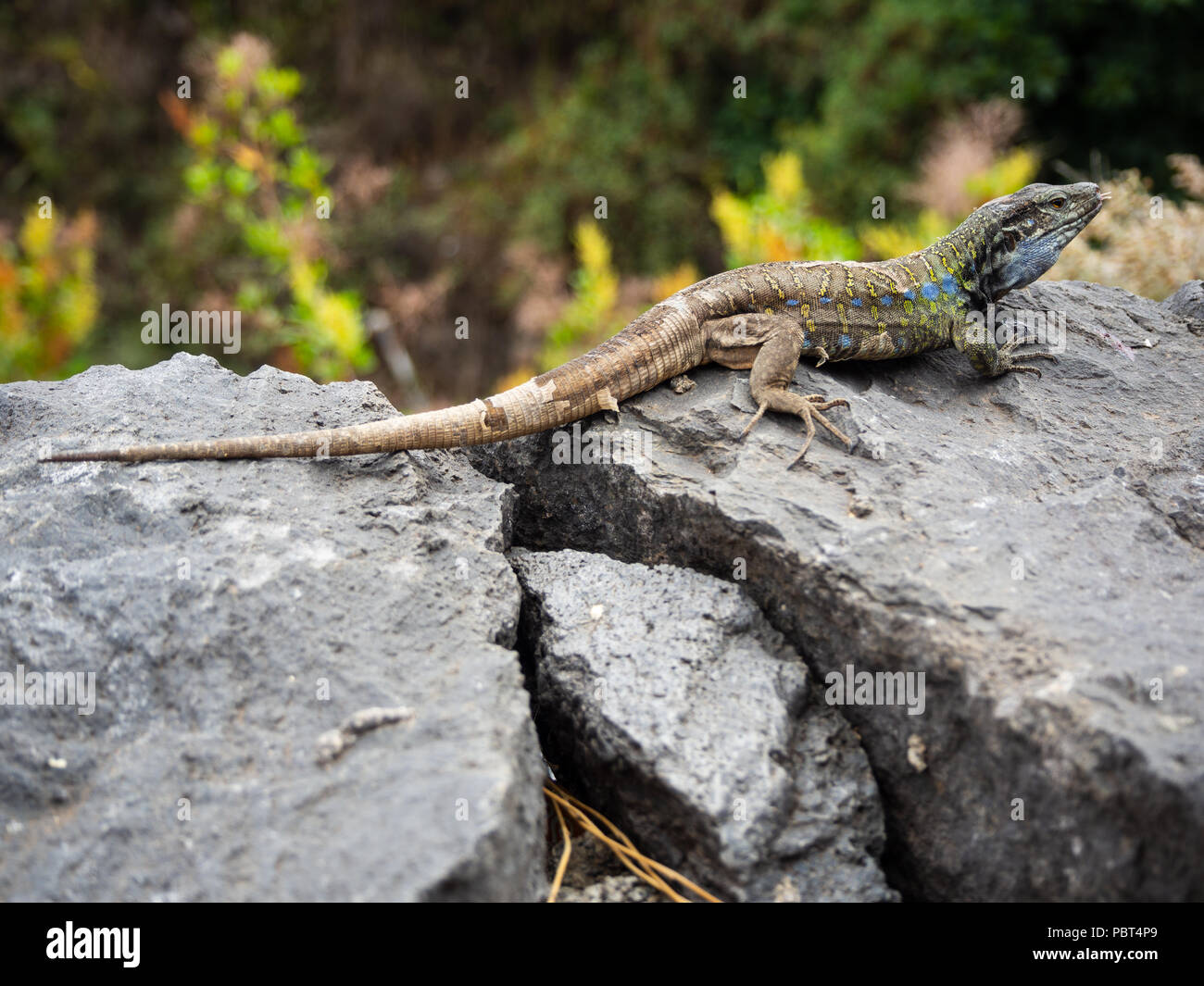 Male gallots lizard -Fotos und -Bildmaterial in hoher Auflösung – Alamy