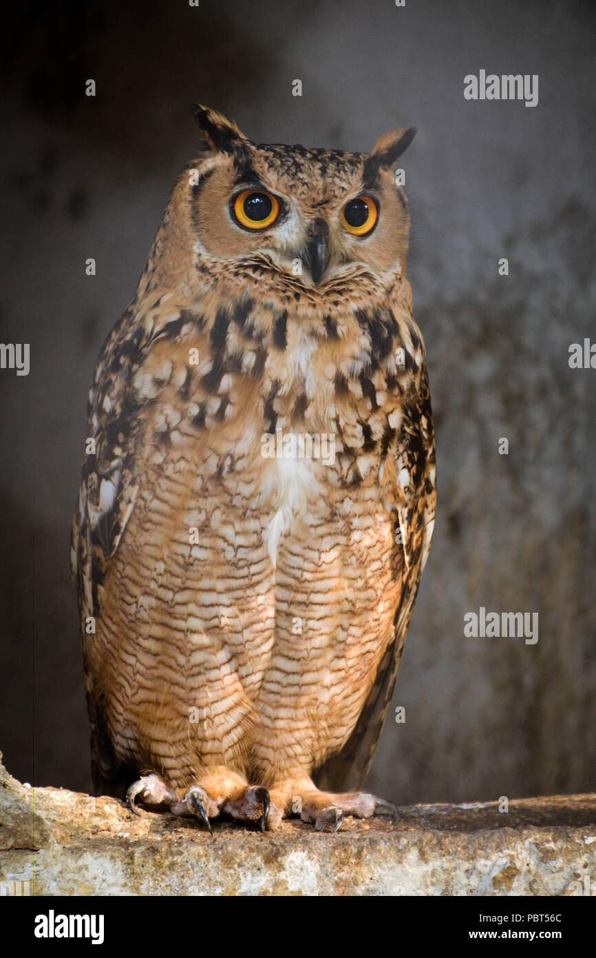 Eulen silhouette -Fotos und -Bildmaterial in hoher Auflösung – Alamy