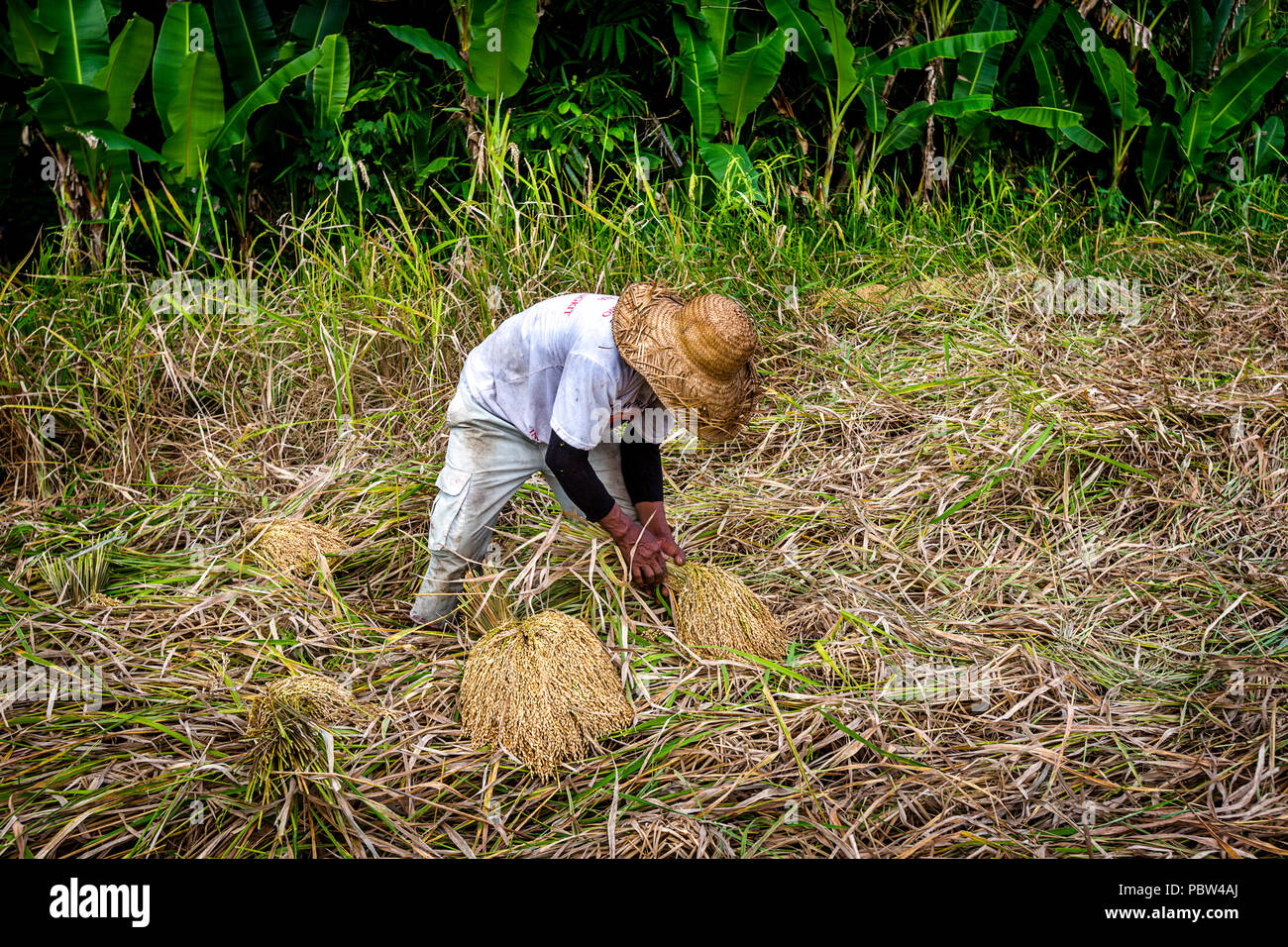 Rice field worker -Fotos und -Bildmaterial in hoher Auflösung – Alamy