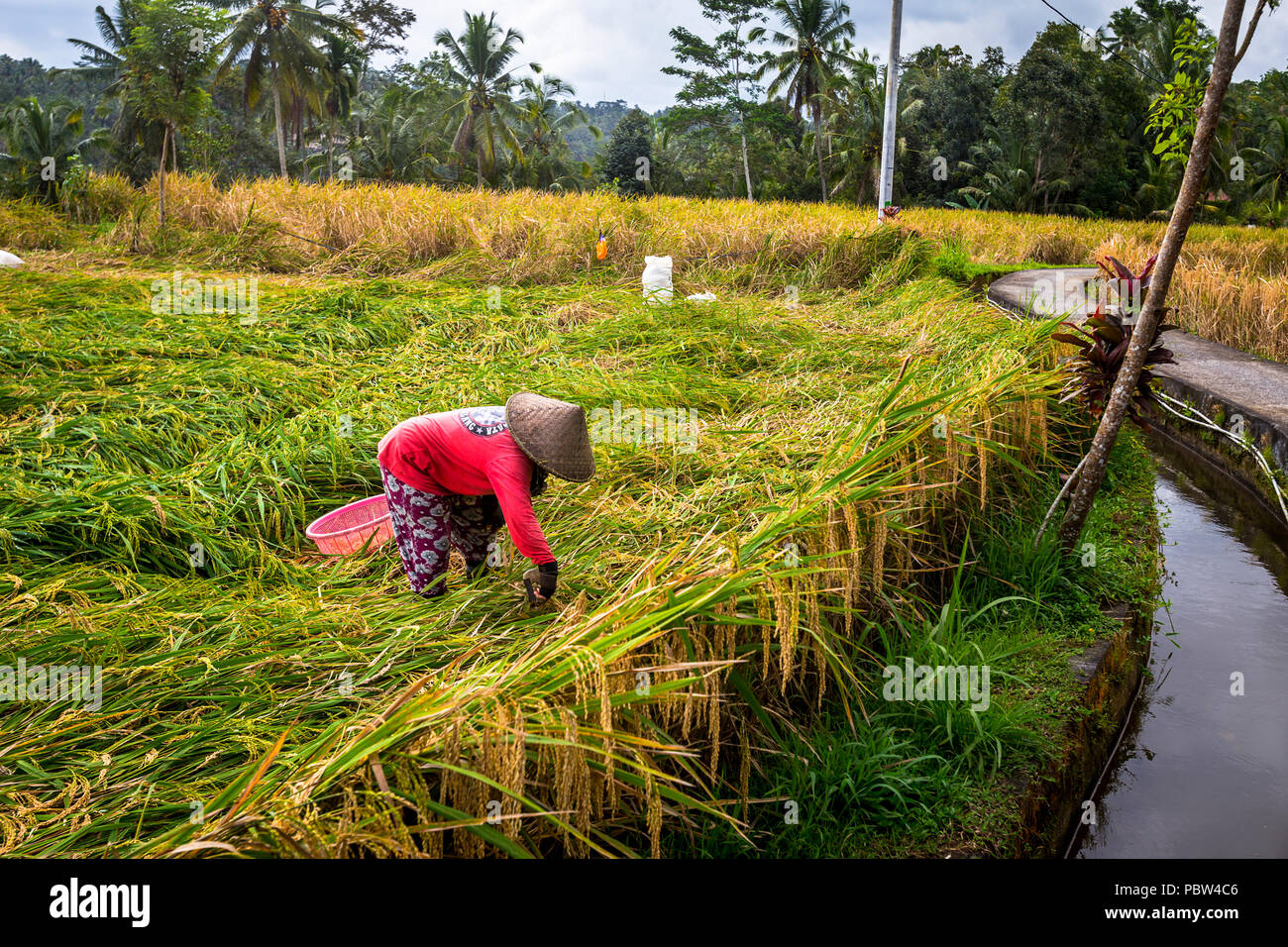 Rice Field Worker Stockfotos und -bilder Kaufen - Alamy