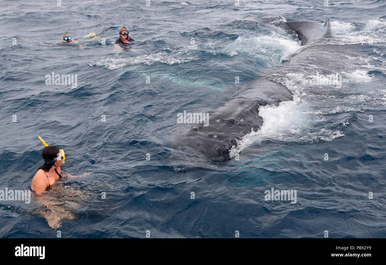 Von tonga -Fotos und -Bildmaterial in hoher Auflösung – Alamy