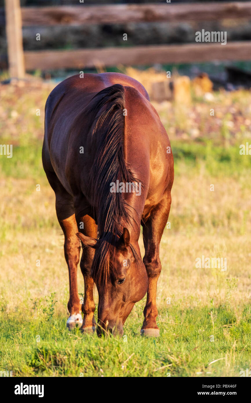 Pferd in der sommerweide -Fotos und -Bildmaterial in hoher Auflösung ...