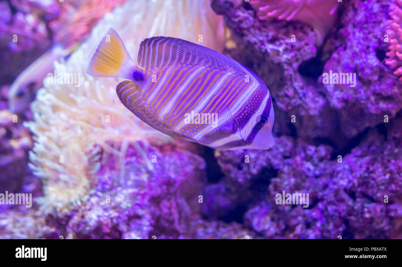 Malawi cichlid -Fotos und -Bildmaterial in hoher Auflösung – Alamy