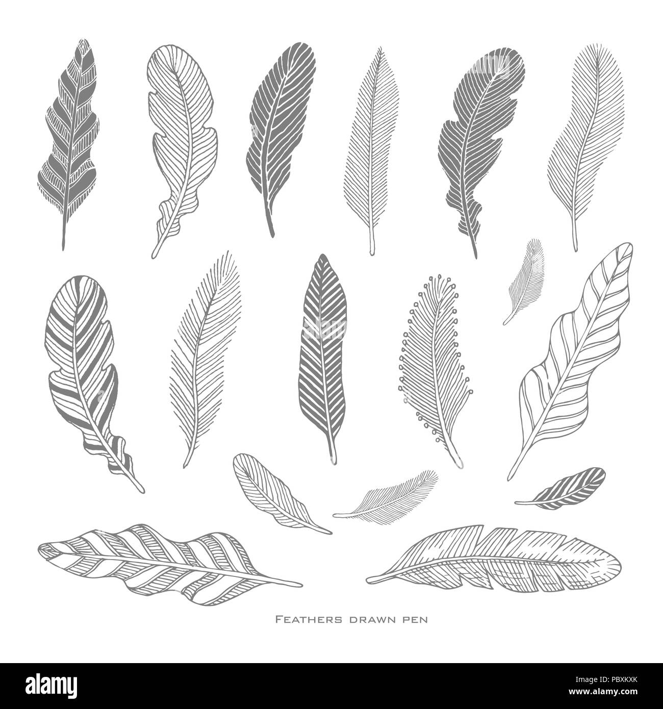 Satz von Hand - Maßzeichnung schwarzen Federn. Vector Illustration ...