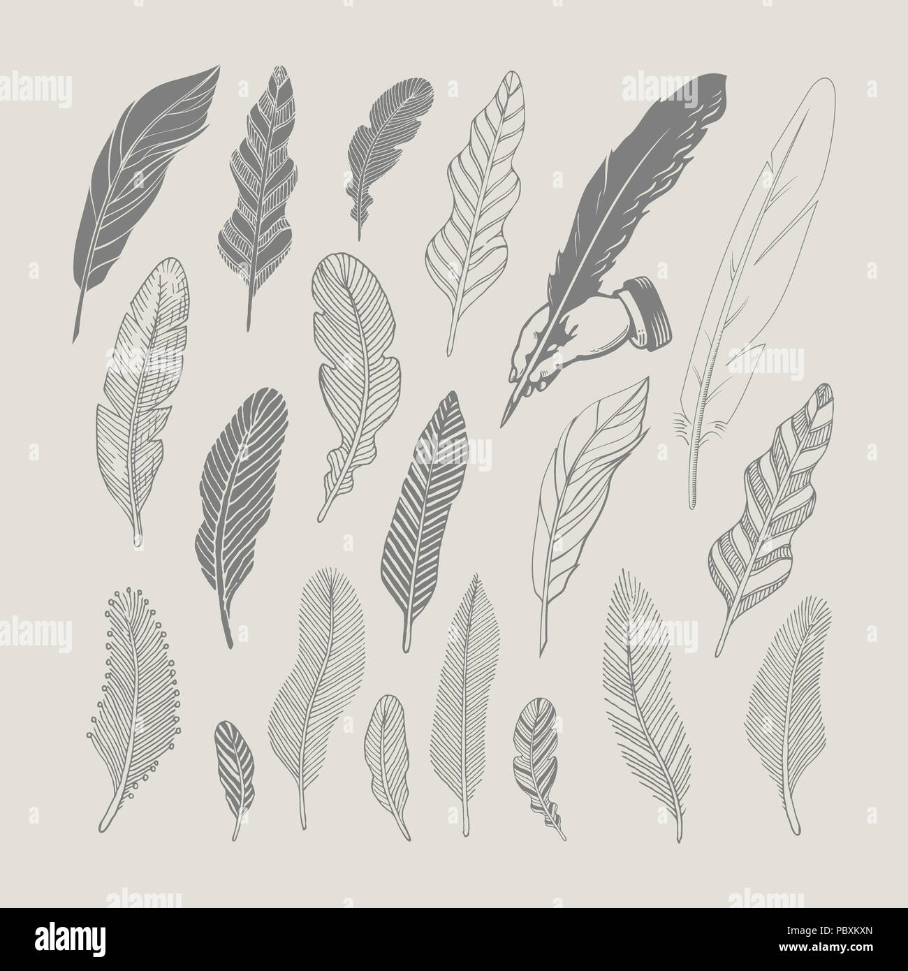 Satz von Hand - Maßzeichnung schwarzen Federn. Vector Illustration ...