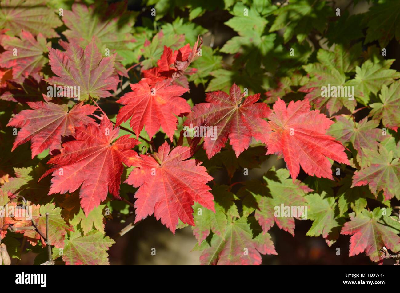 Acer japonicum vitifolium -Fotos und -Bildmaterial in hoher Auflösung ...