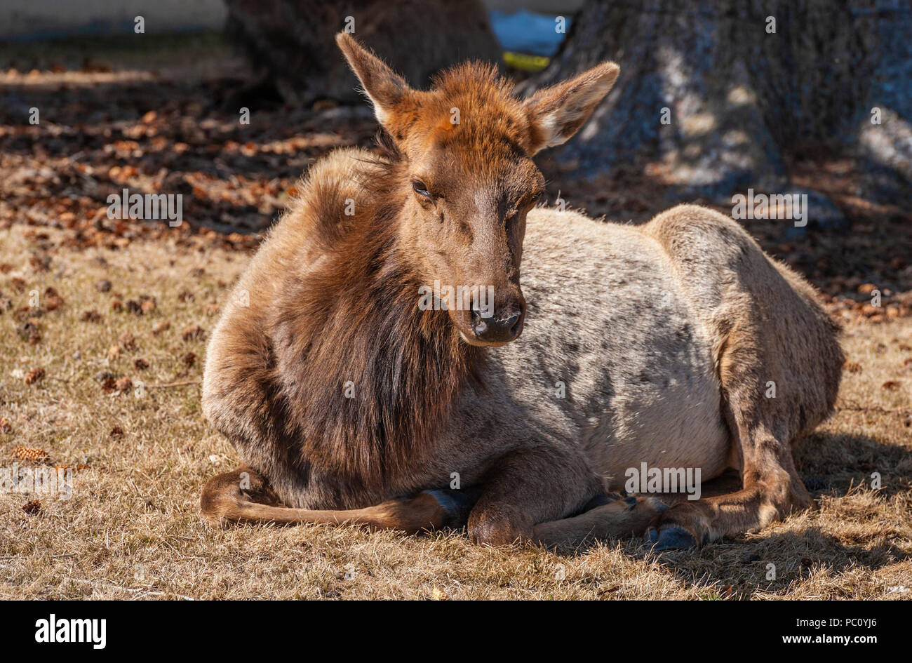 Kuh weiblicher elch -Fotos und -Bildmaterial in hoher Auflösung – Alamy