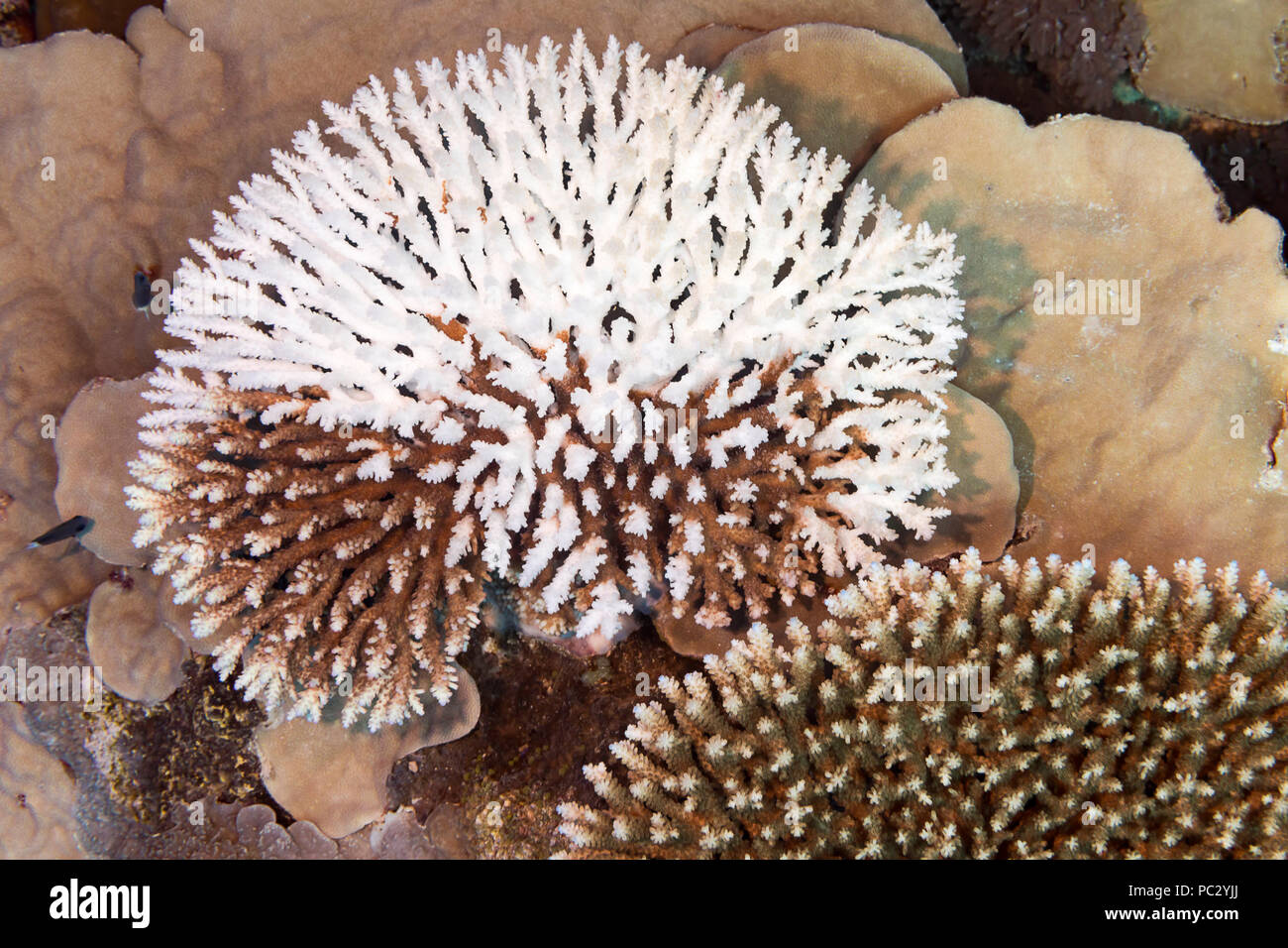 Zooxanthellae polyp -Fotos und -Bildmaterial in hoher Auflösung – Alamy