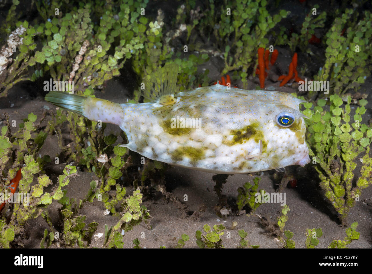 Lactoria diaphana -Fotos und -Bildmaterial in hoher Auflösung – Alamy