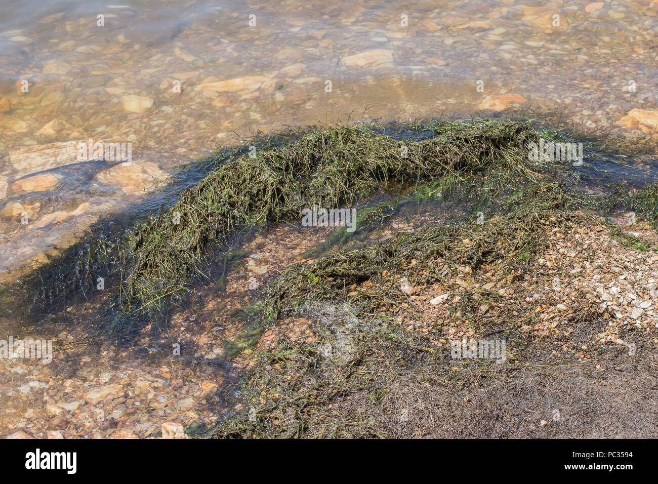 Elodea nuttallii -Fotos und -Bildmaterial in hoher Auflösung – Alamy