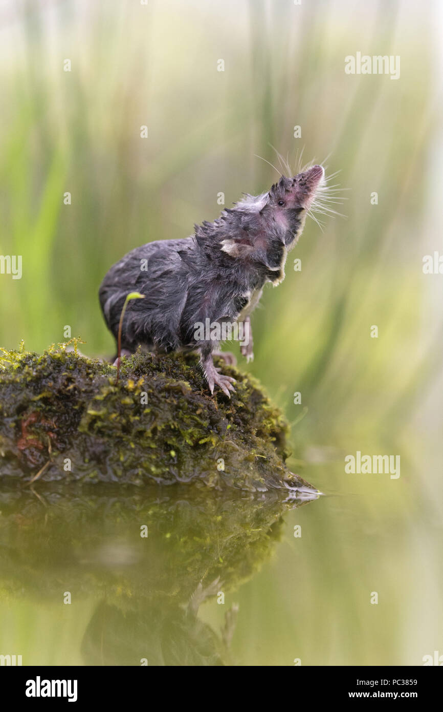 Eurasischer wasserspitz fodiens -Fotos und -Bildmaterial in hoher ...