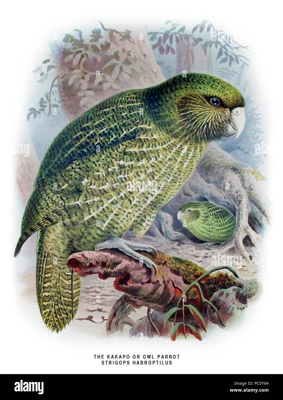Der kakapo -Fotos und -Bildmaterial in hoher Auflösung – Alamy