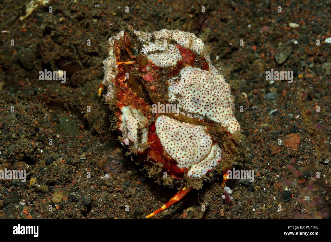 Calappa bicornis -Fotos und -Bildmaterial in hoher Auflösung – Alamy