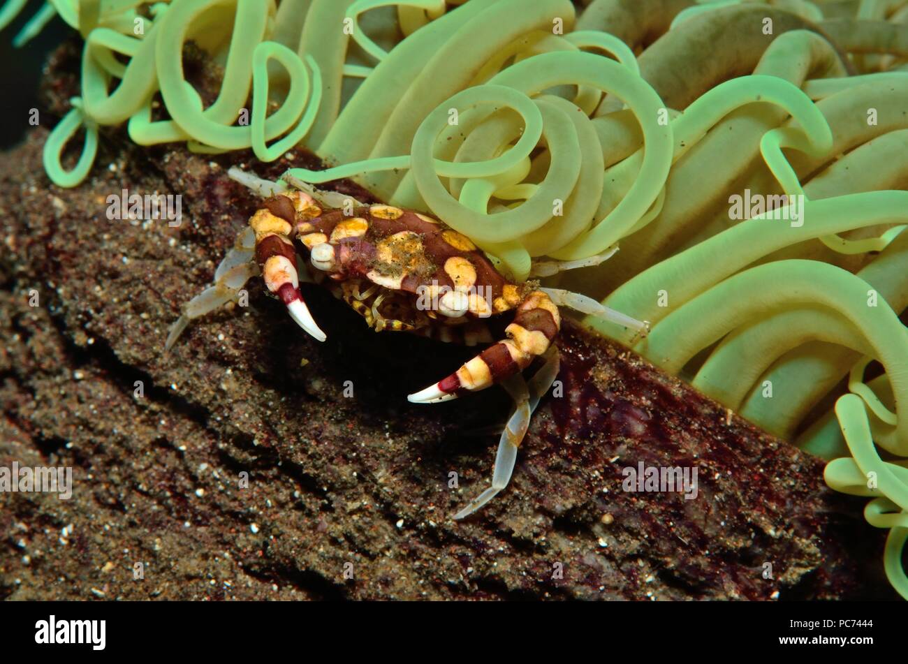 Zikade exoskelett -Fotos und -Bildmaterial in hoher Auflösung - Seite 2 ...