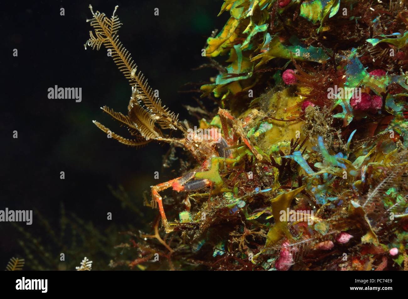 Echte krabben -Fotos und -Bildmaterial in hoher Auflösung – Alamy