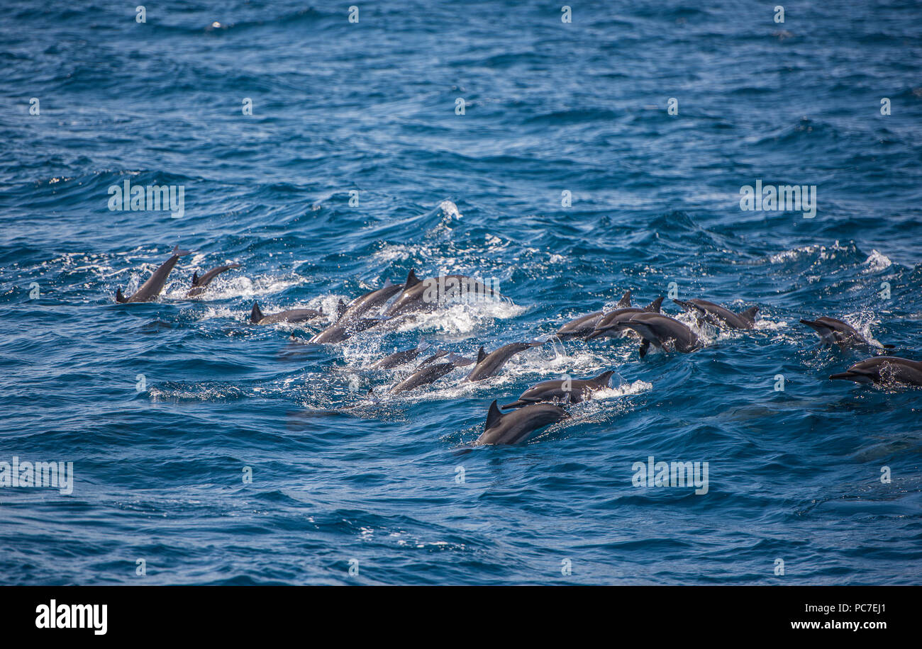 Wale sri lanka -Fotos und -Bildmaterial in hoher Auflösung – Alamy