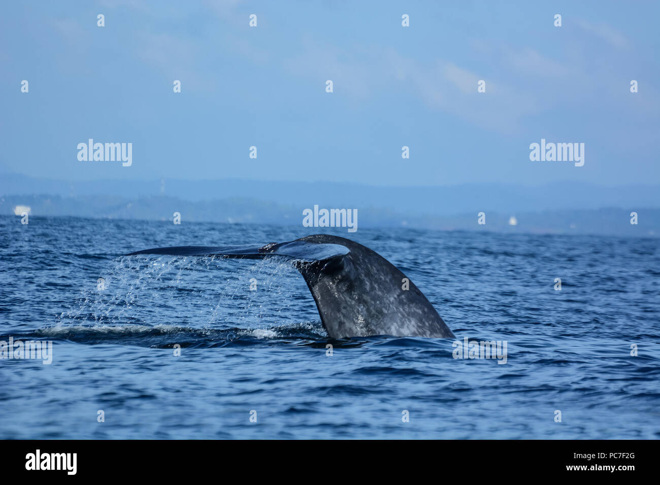 Wale sri lanka -Fotos und -Bildmaterial in hoher Auflösung – Alamy