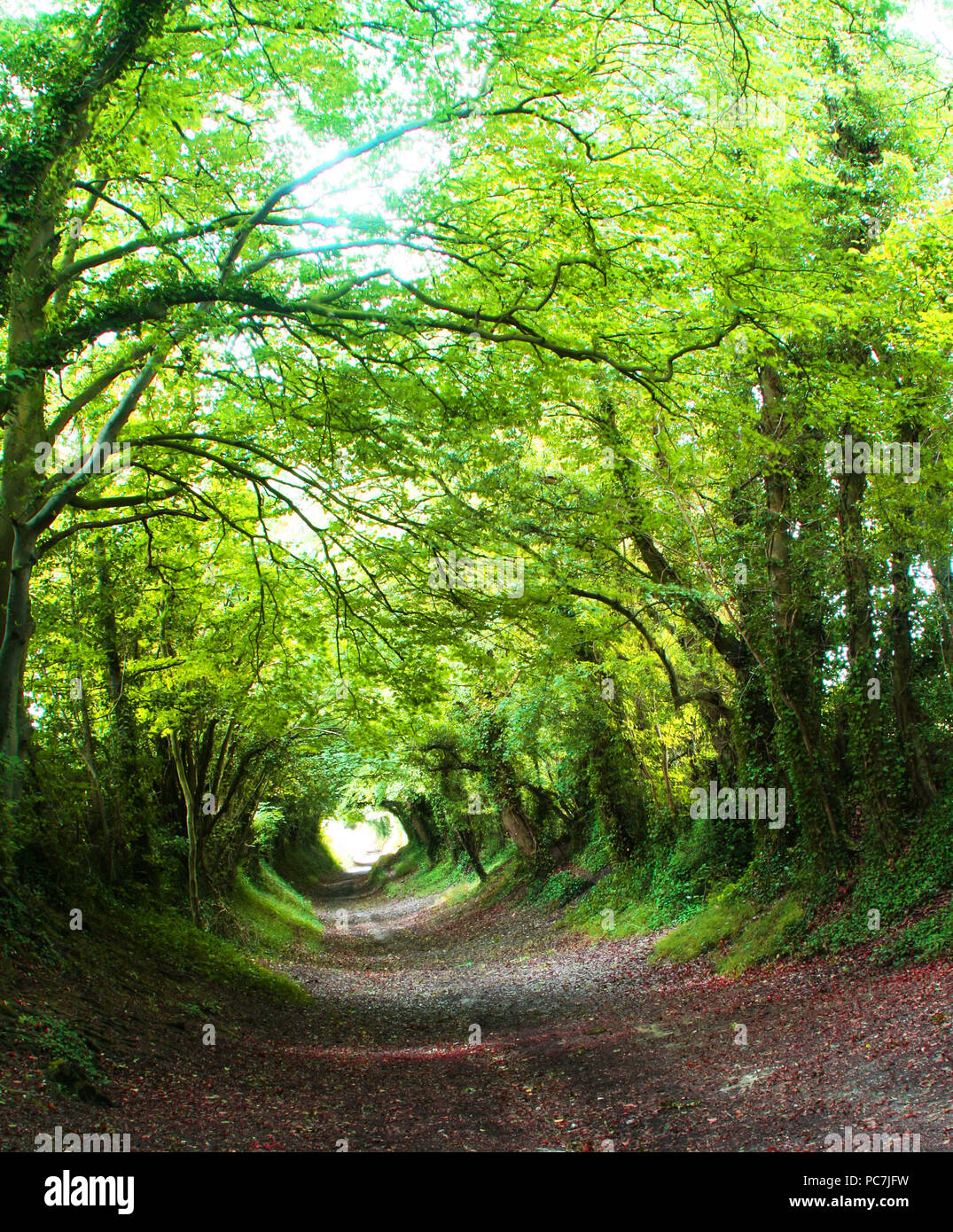Baumtunnel bei halnaker -Fotos und -Bildmaterial in hoher Auflösung ...