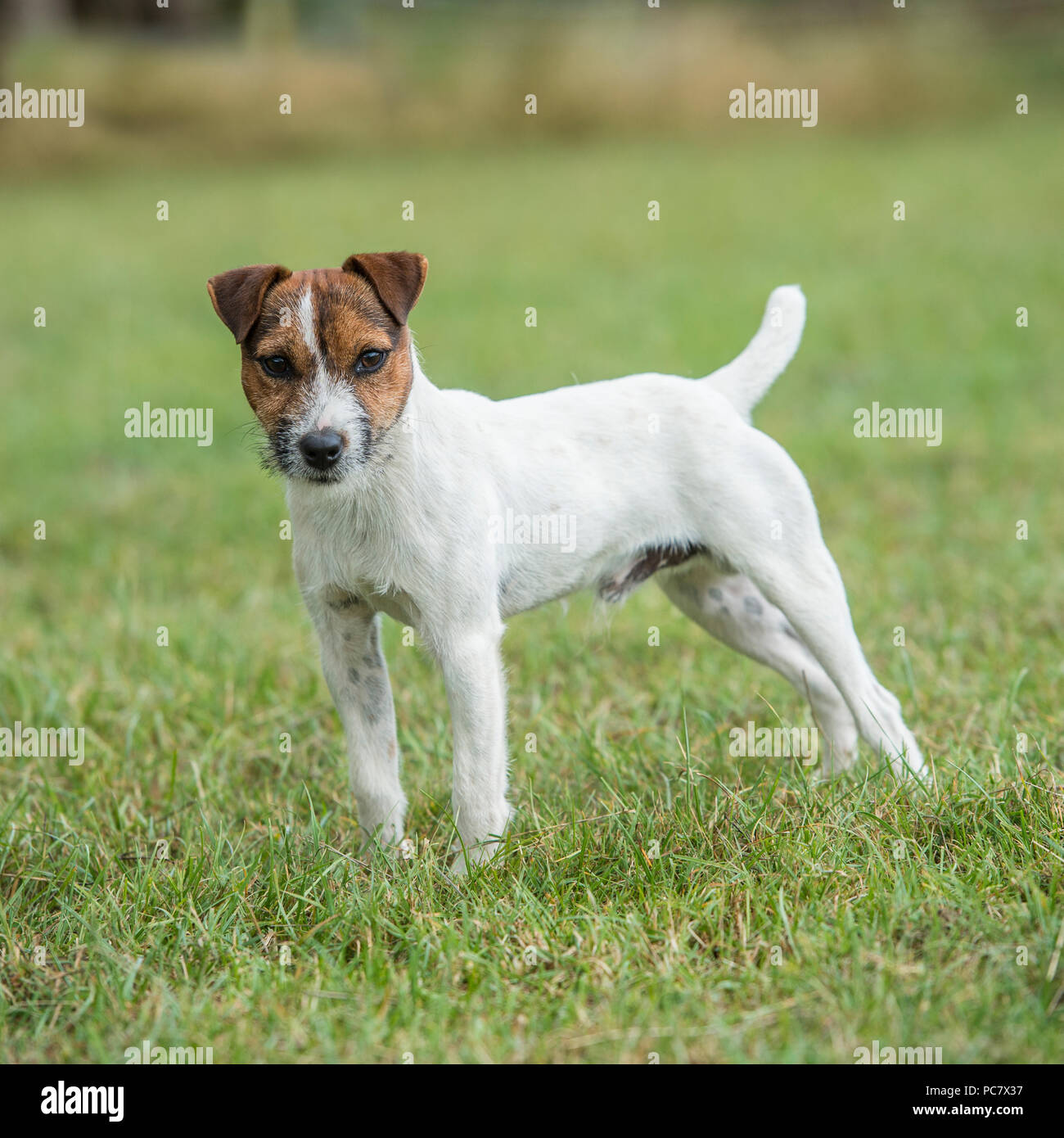Arbeits jack russell terrier -Fotos und -Bildmaterial in hoher ...