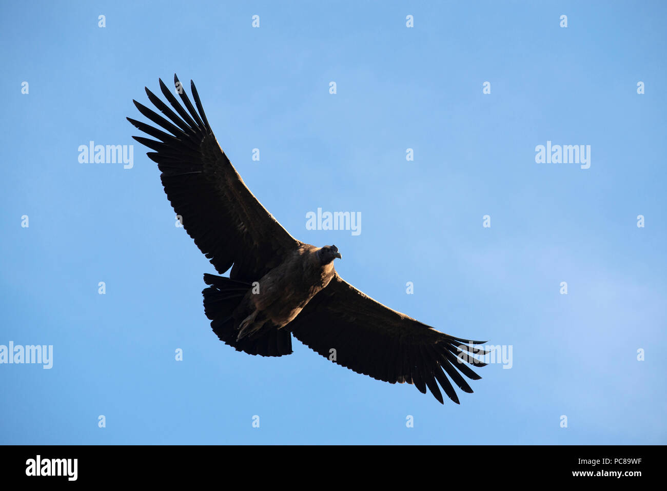 Junger kondor -Fotos und -Bildmaterial in hoher Auflösung – Alamy