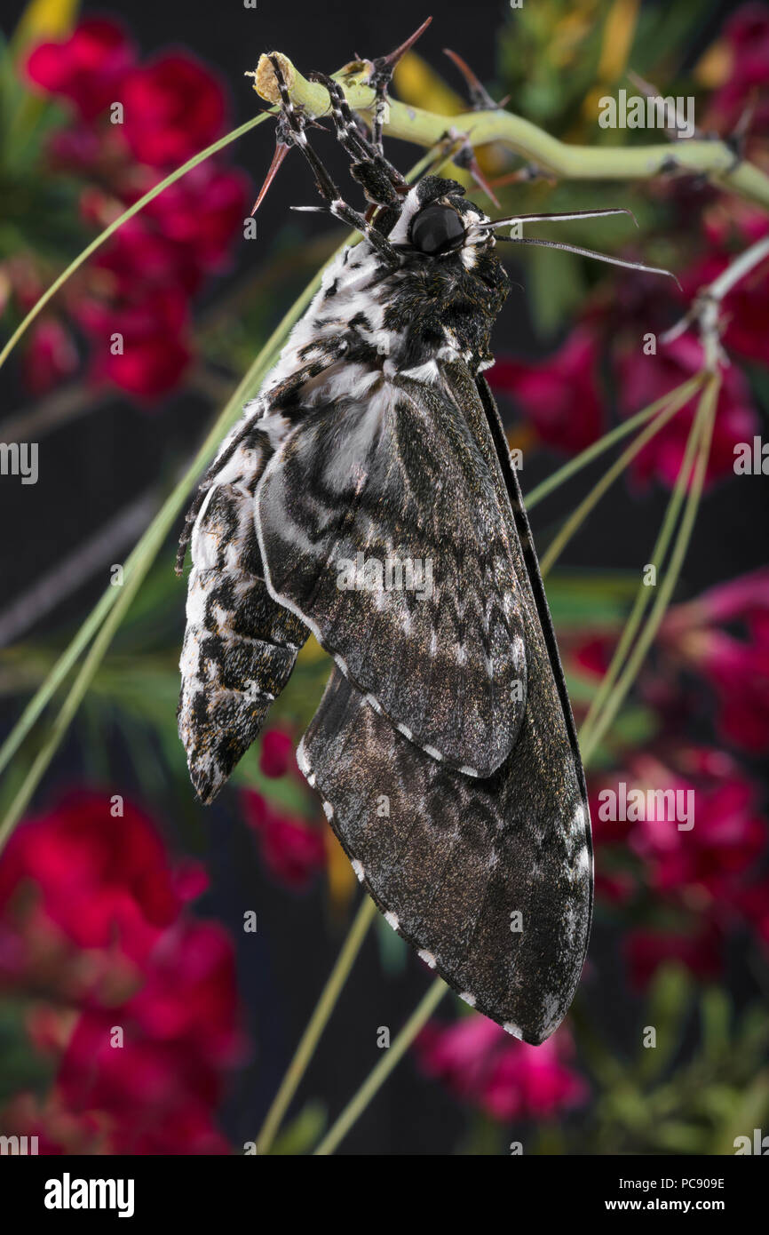 Rustikale Sphinx Moth neu entstandenen & Pumpen die Flügel Manduca ...