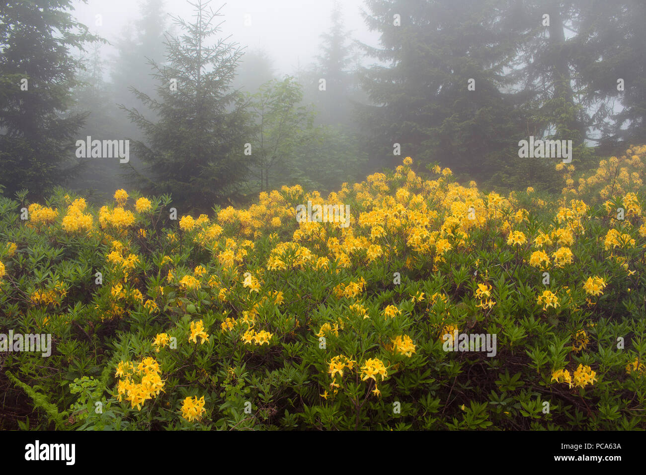 Sis berg -Fotos und -Bildmaterial in hoher Auflösung – Alamy
