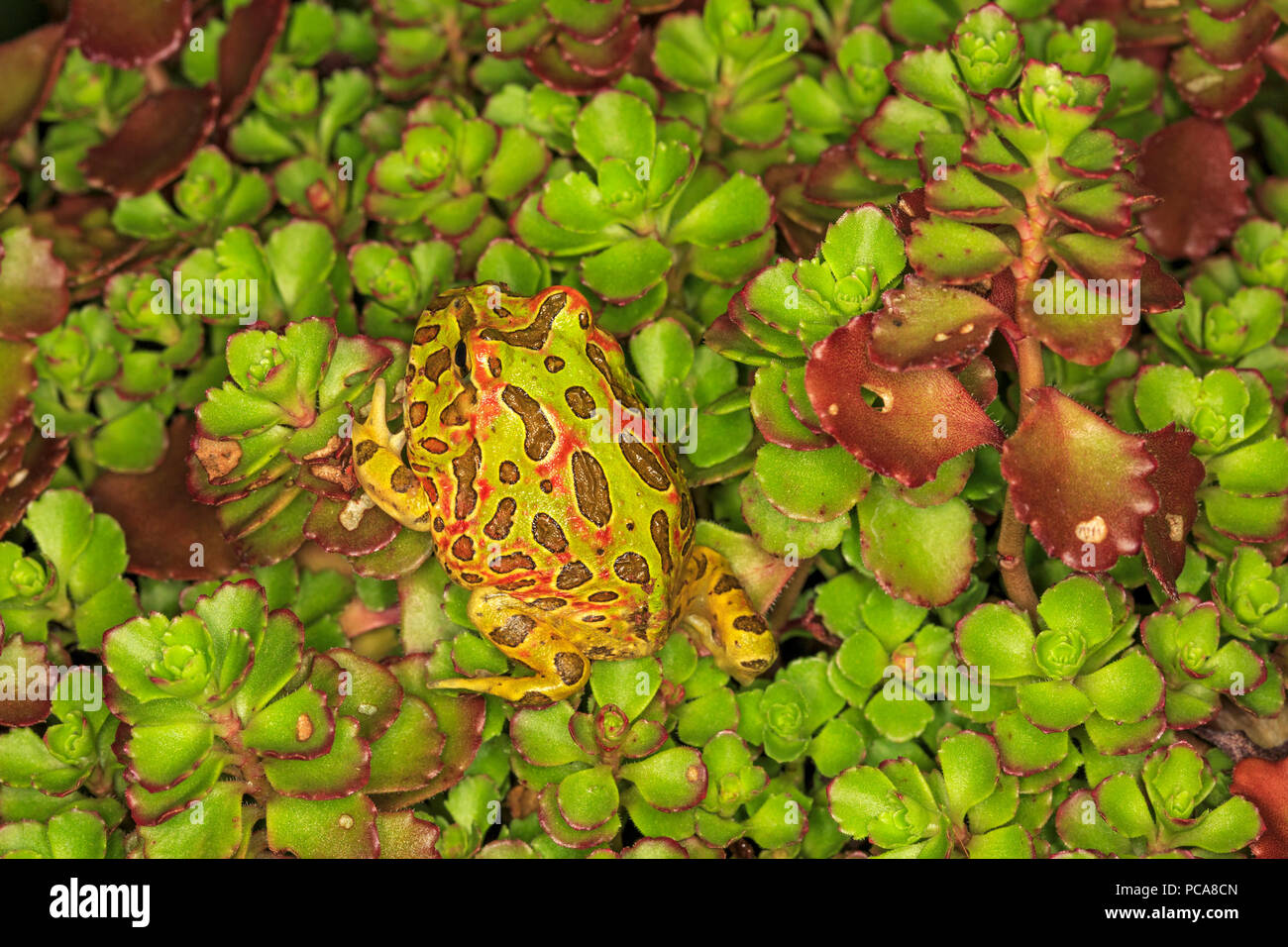 Pacman frog (ceratophrys ornata) -Fotos und -Bildmaterial in hoher ...