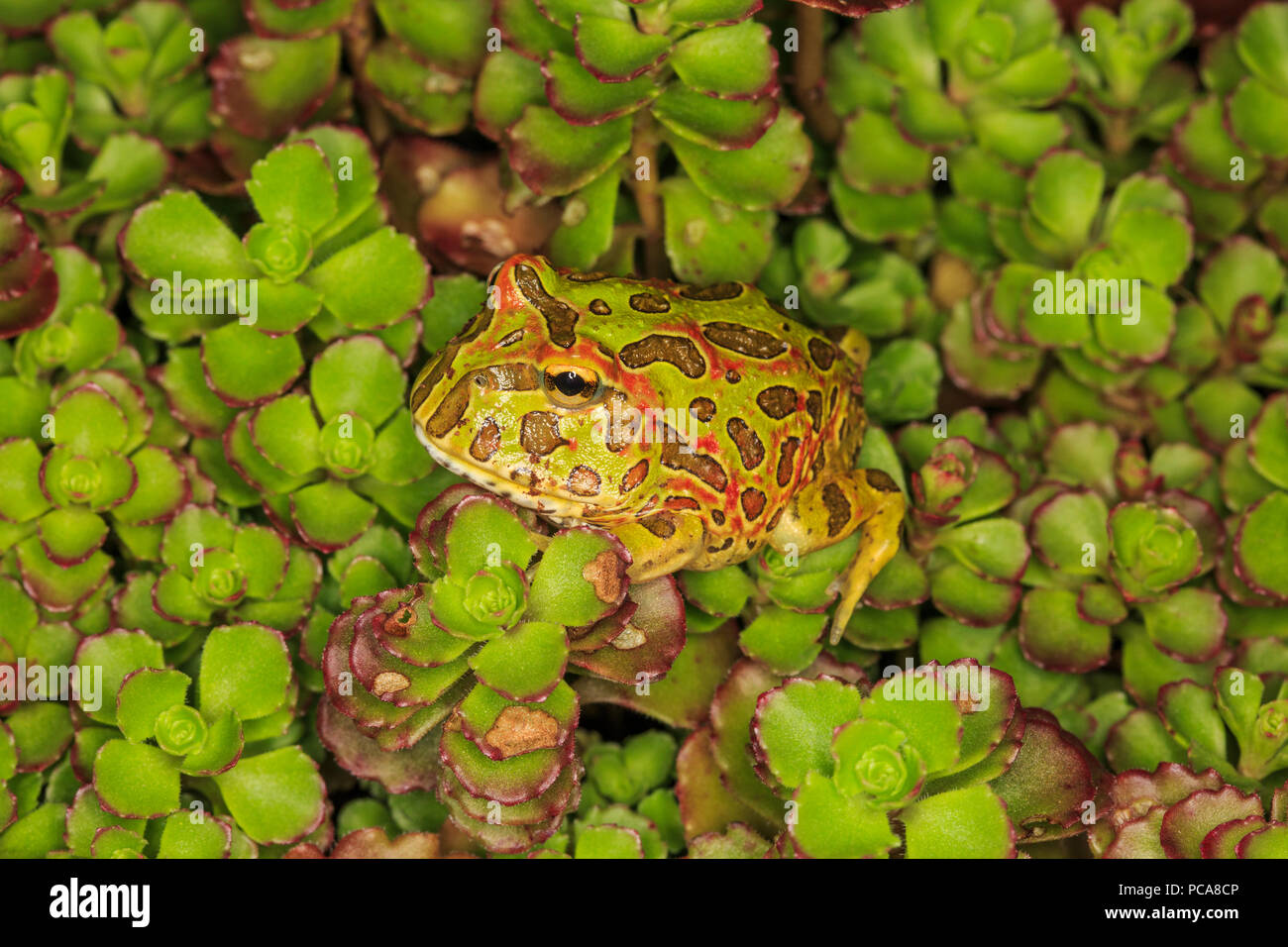 Pacman frog (ceratophrys ornata) -Fotos und -Bildmaterial in hoher ...
