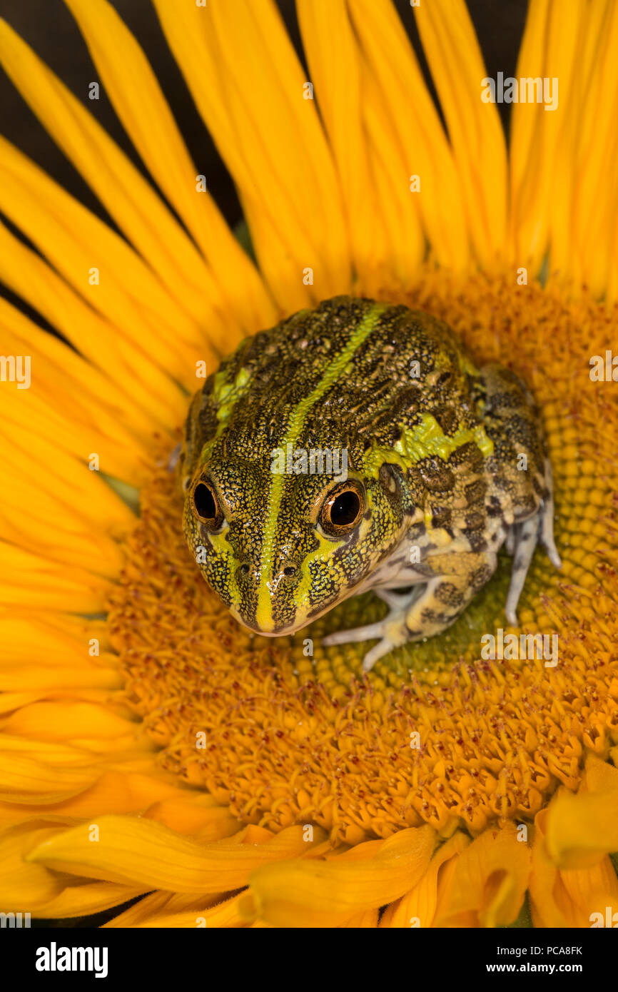 Pyxicephalus Adspersus Stockfotos & Pyxicephalus Adspersus Bilder - Alamy