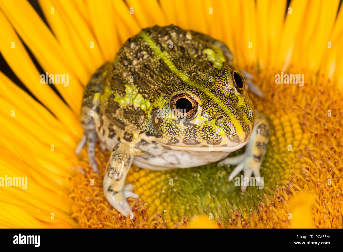 Pyxicephalus Adspersus Stockfotos & Pyxicephalus Adspersus Bilder - Alamy