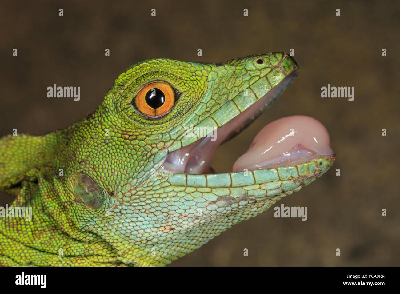 Basiliscus plumifrons green basilisk -Fotos und -Bildmaterial in hoher ...