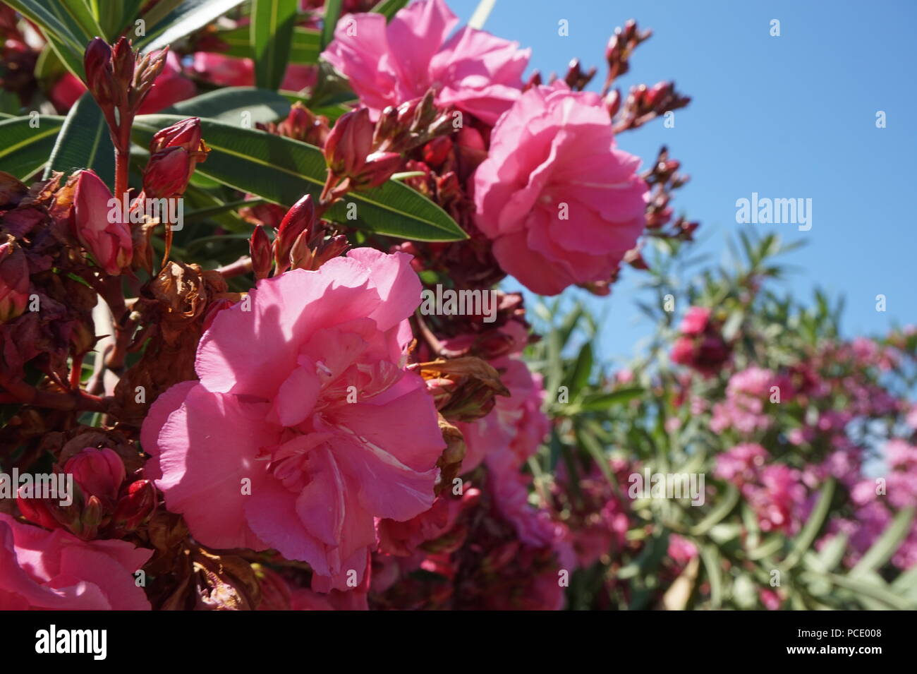 Oleander Hintergrund Stockfotos und -bilder Kaufen - Alamy