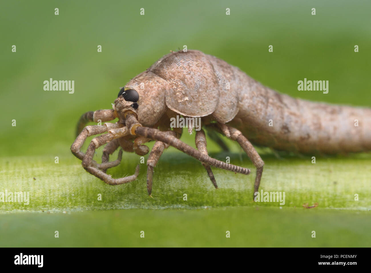 Springender borstertail -Fotos und -Bildmaterial in hoher Auflösung – Alamy