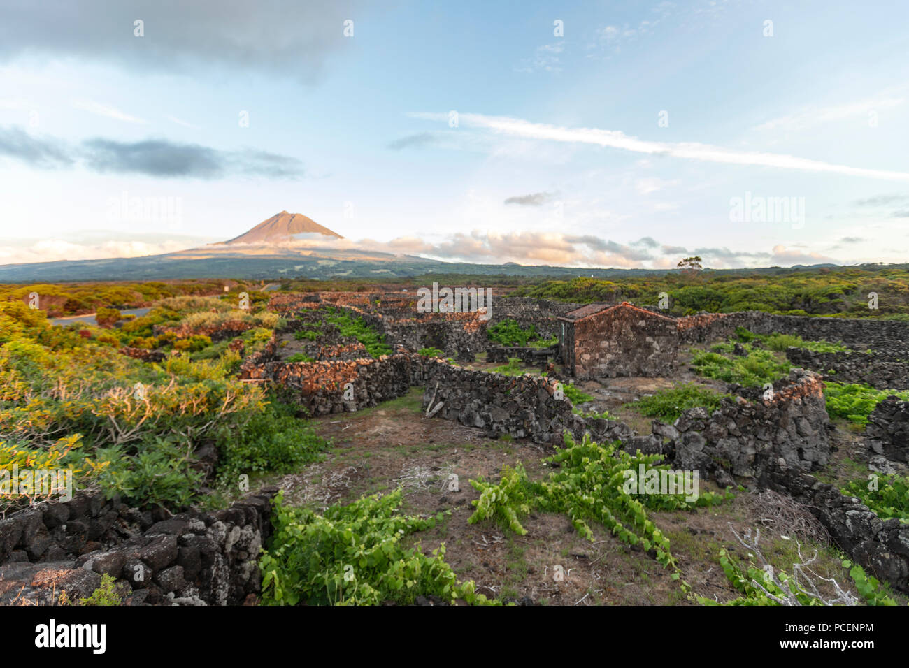 Die Silhouette der Berg Pico, mit Blick auf die Hecke Zeilen aufteilen ...