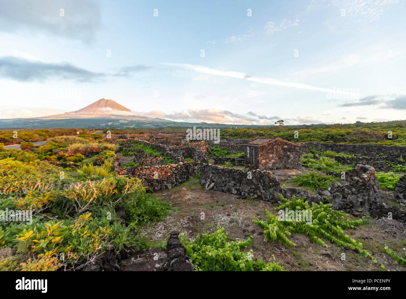 Die Silhouette der Berg Pico, mit Blick auf die Hecke Zeilen aufteilen ...