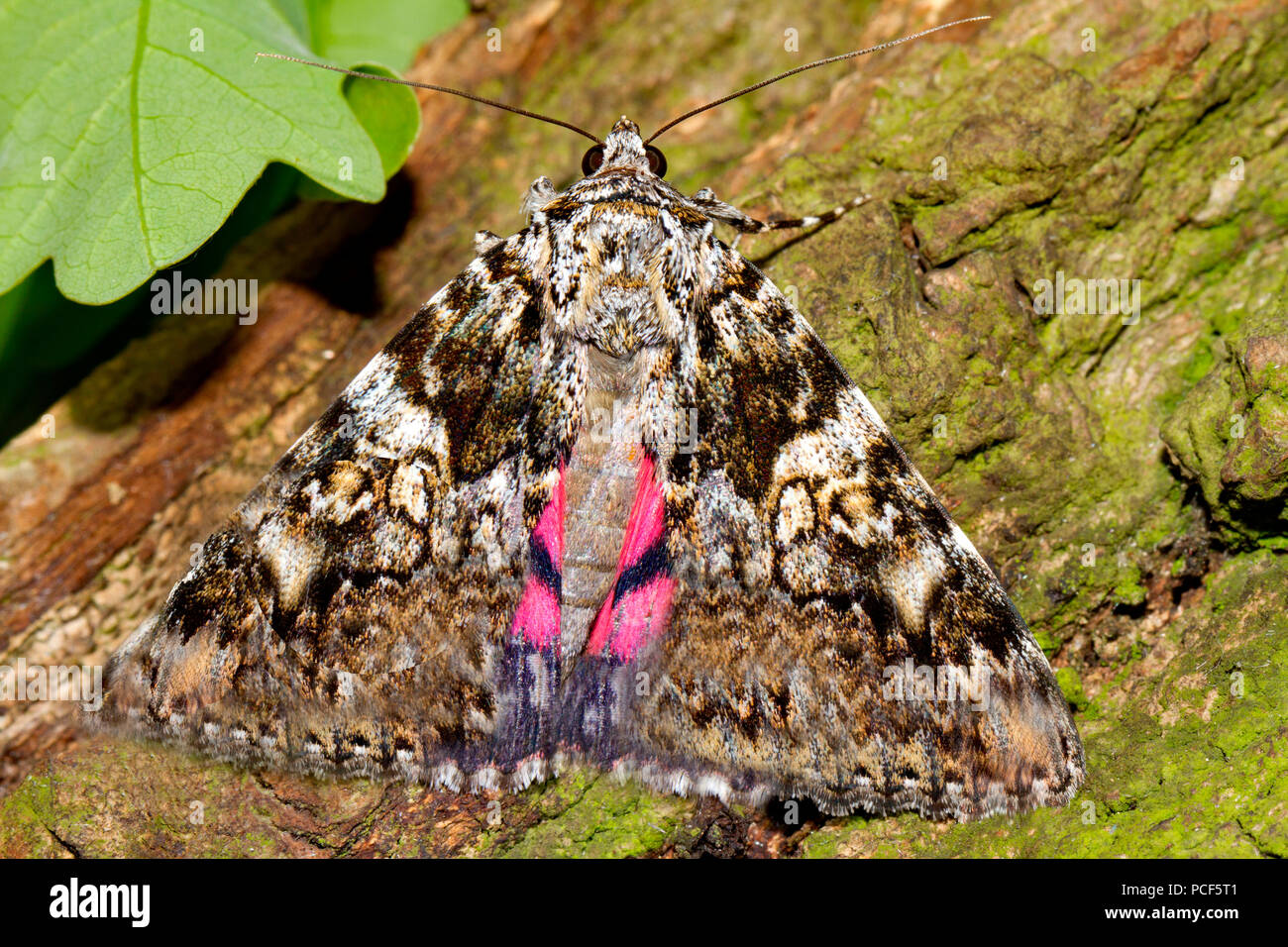 Dunkle motte -Fotos und -Bildmaterial in hoher Auflösung – Alamy
