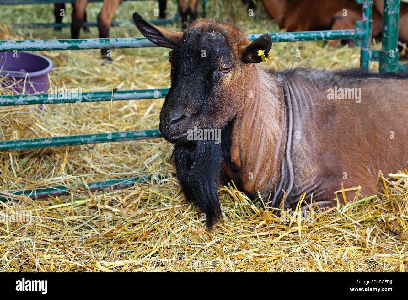 Bock ziegebock -Fotos und -Bildmaterial in hoher Auflösung – Alamy