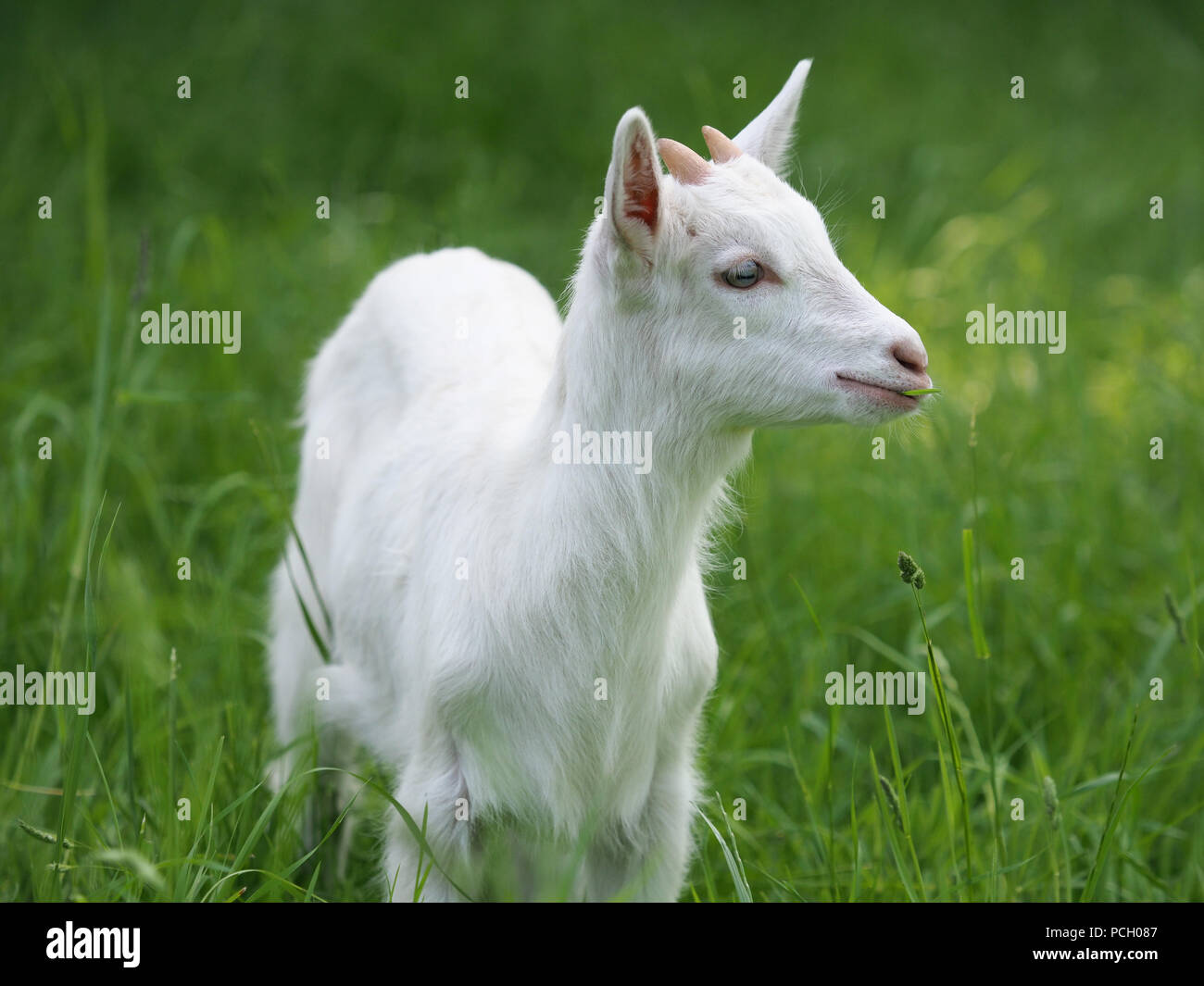 Ein Baby Ziege steht in einem Sommer Paddock Stockfotografie - Alamy