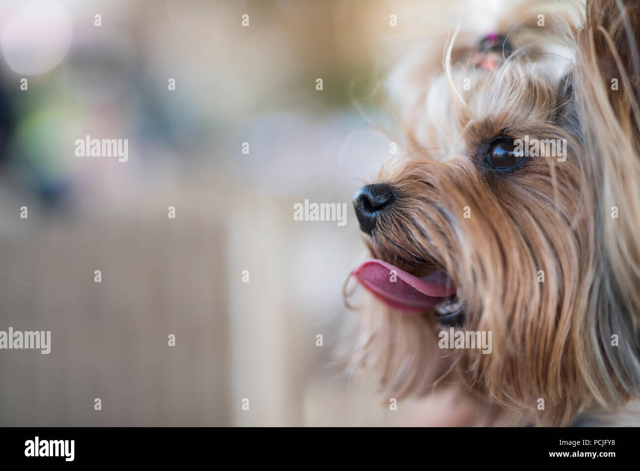 Yorkie hund -Fotos und -Bildmaterial in hoher Auflösung – Alamy