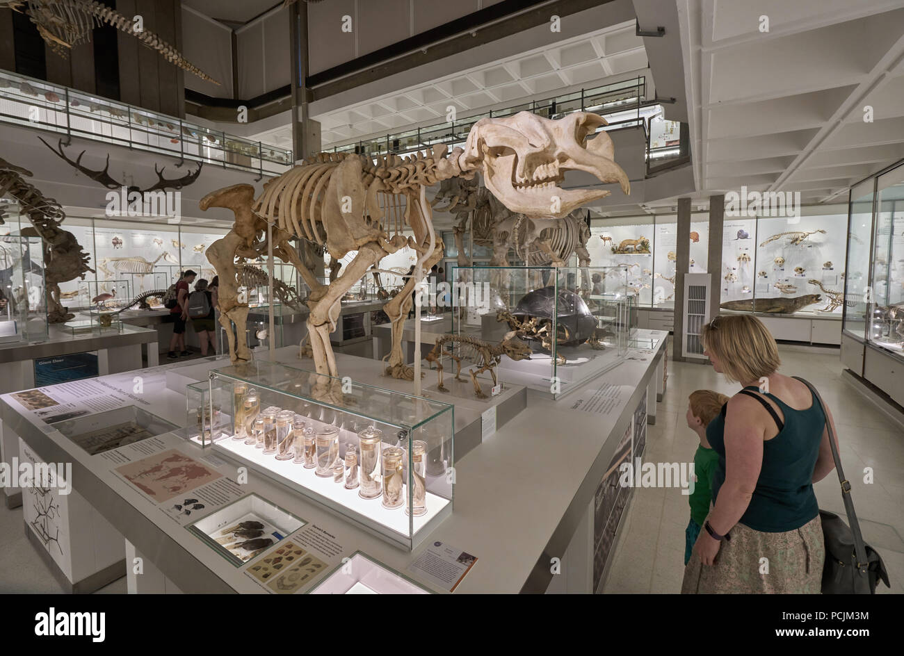 Cambridge museum of zoology -Fotos und -Bildmaterial in hoher Auflösung ...