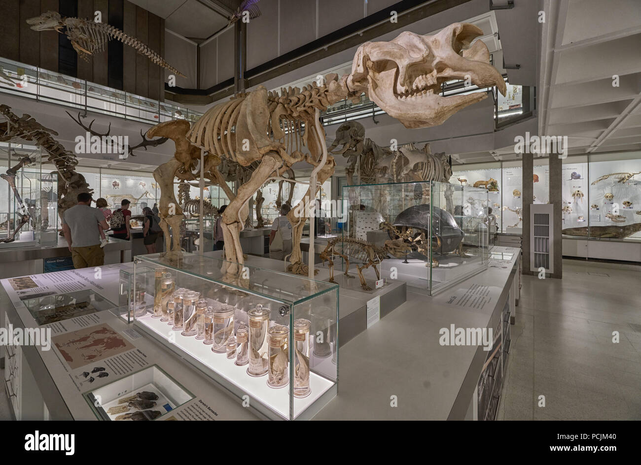Cambridge museum of zoology -Fotos und -Bildmaterial in hoher Auflösung ...