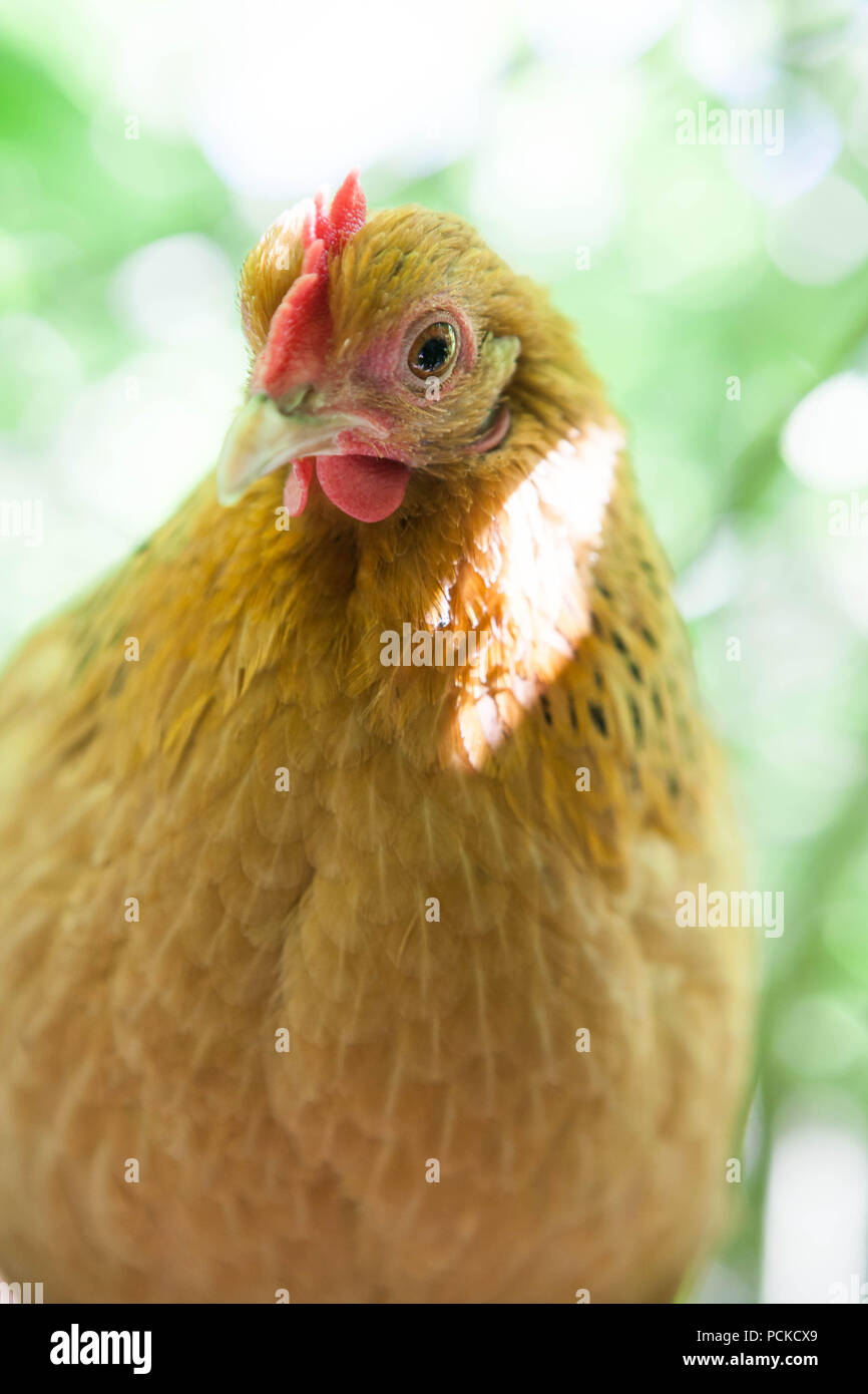 Exotische hühnerrassen -Fotos und -Bildmaterial in hoher Auflösung – Alamy