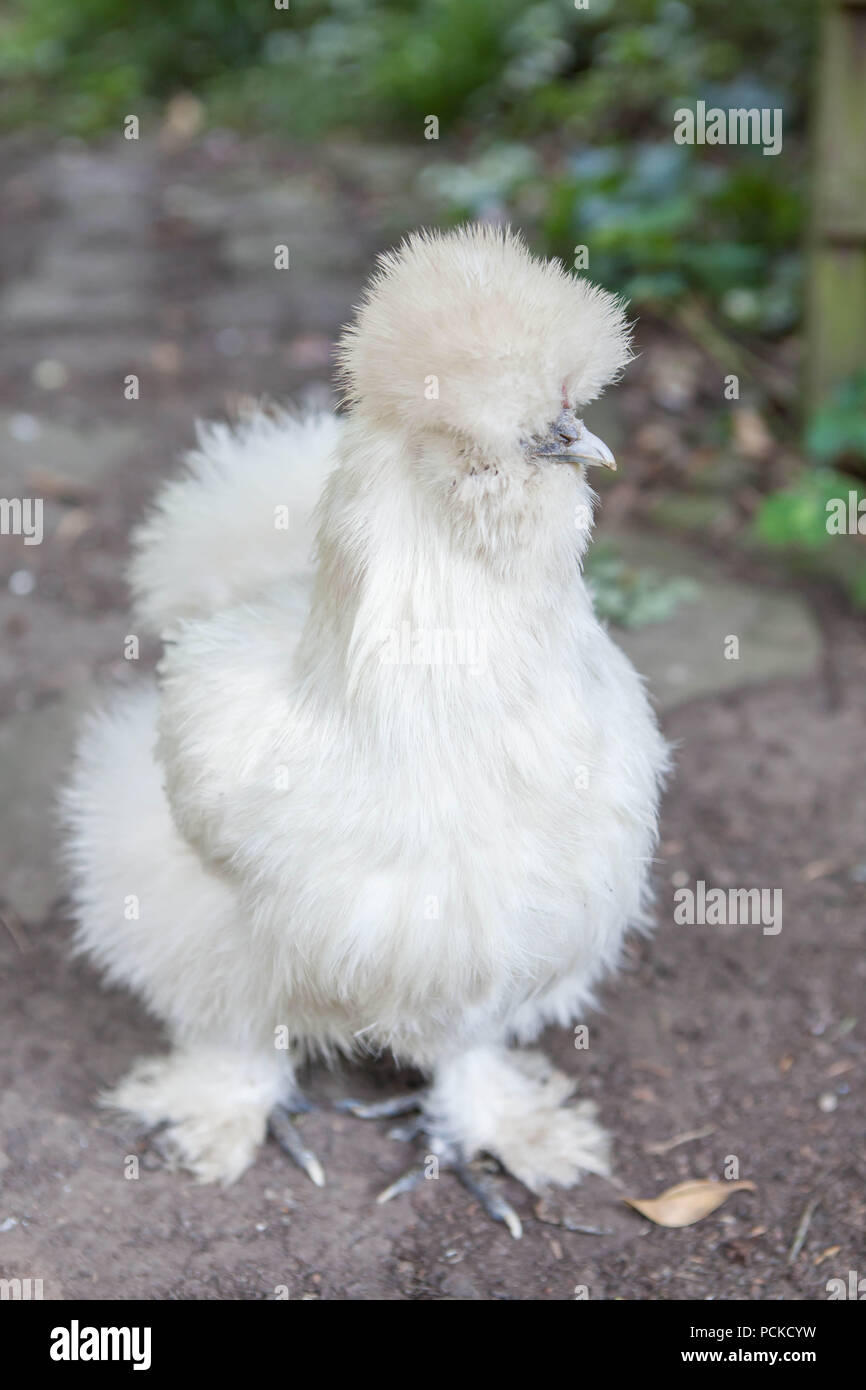 Chinesisches seidenhuhn -Fotos und -Bildmaterial in hoher Auflösung – Alamy