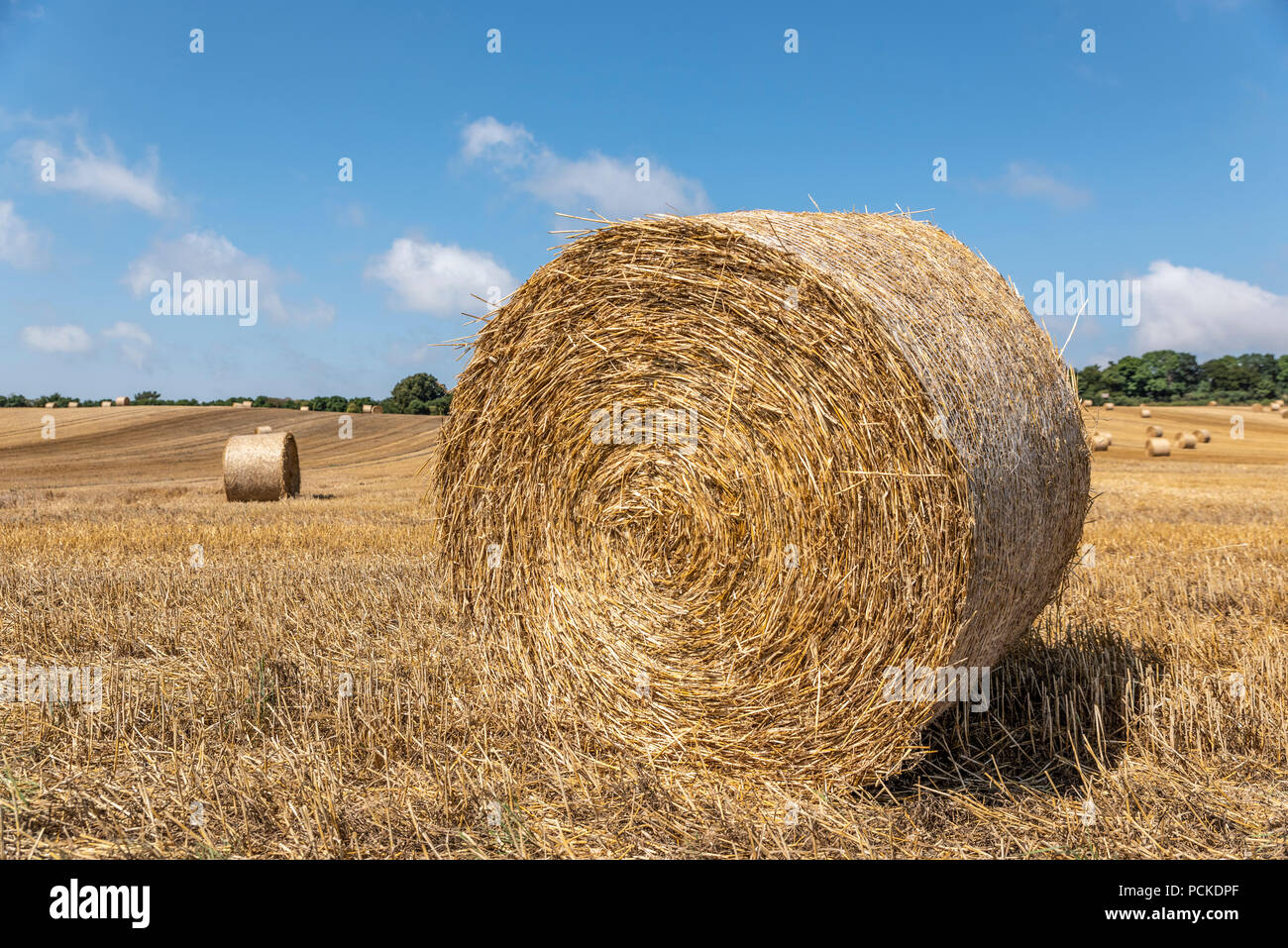Garbe Weizen Stockfotos und -bilder Kaufen - Alamy