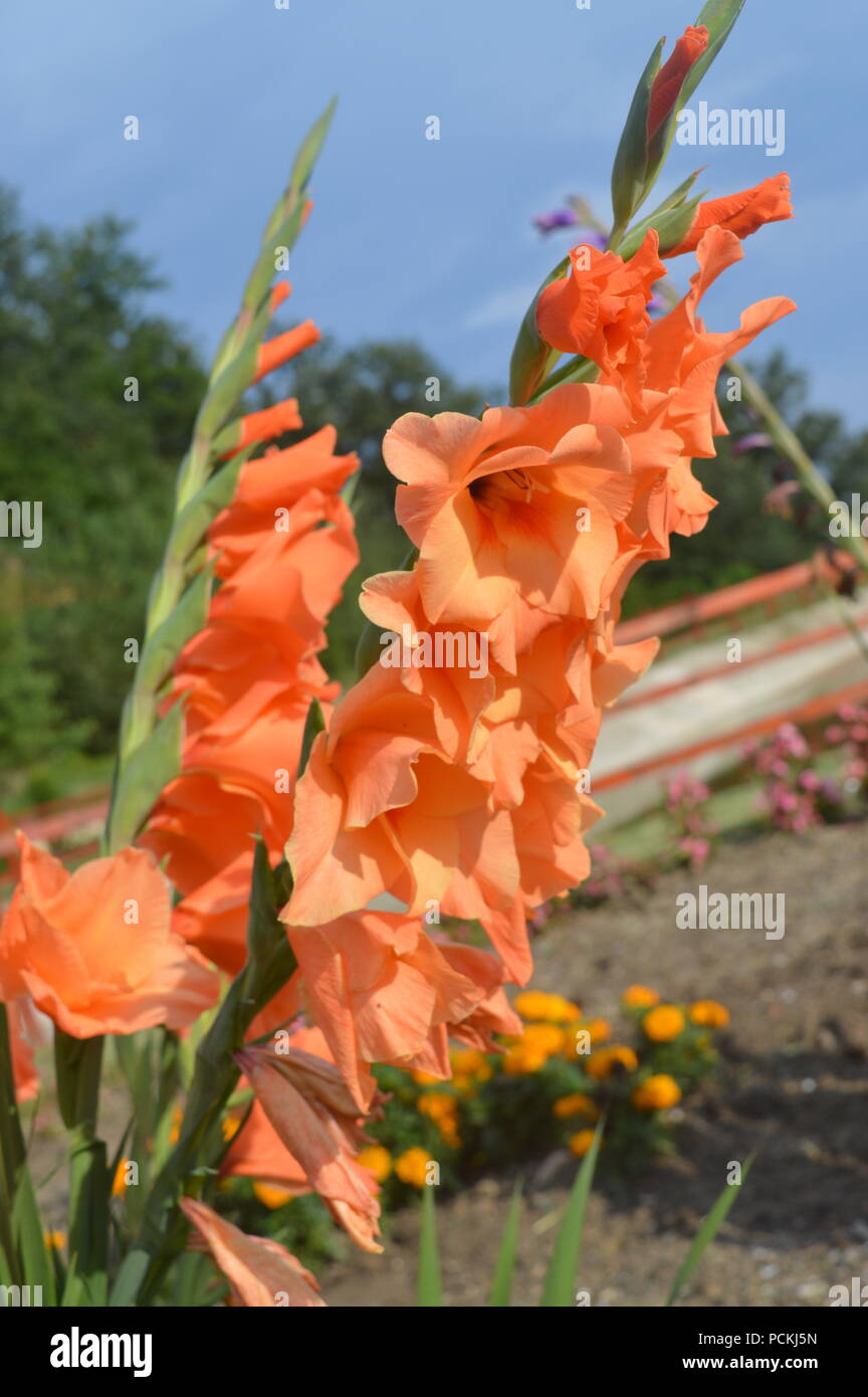 Orange gladiole -Fotos und -Bildmaterial in hoher Auflösung – Alamy