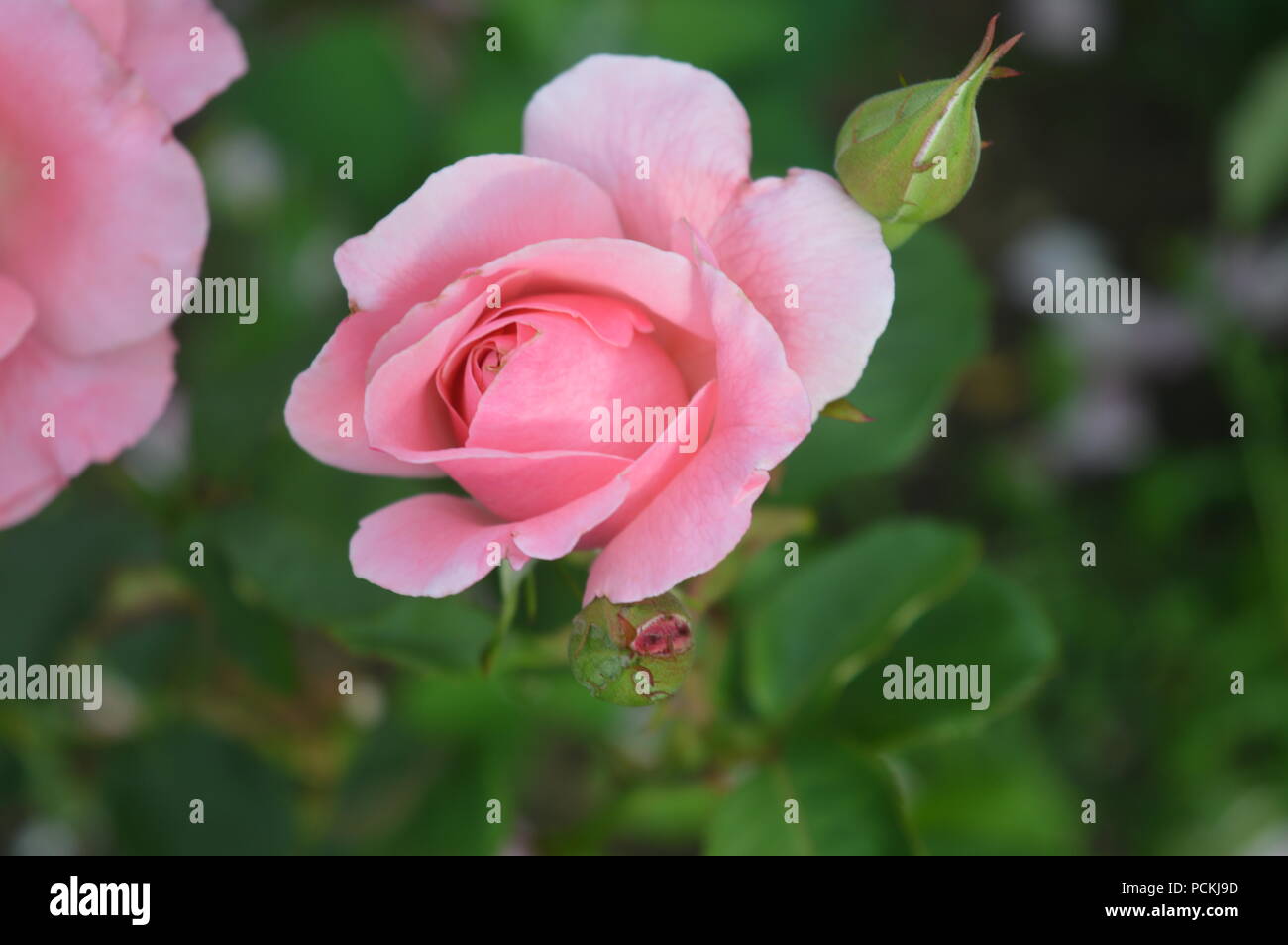 Nahaufnahme rosen -Fotos und -Bildmaterial in hoher Auflösung – Alamy