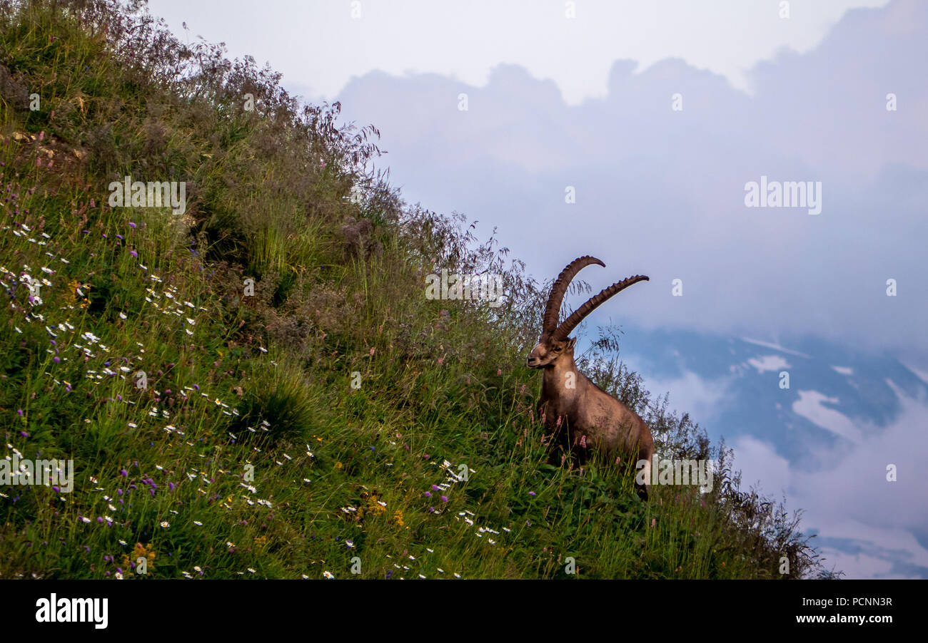 Alpensteinbock sitzt in -Fotos und -Bildmaterial in hoher Auflösung – Alamy